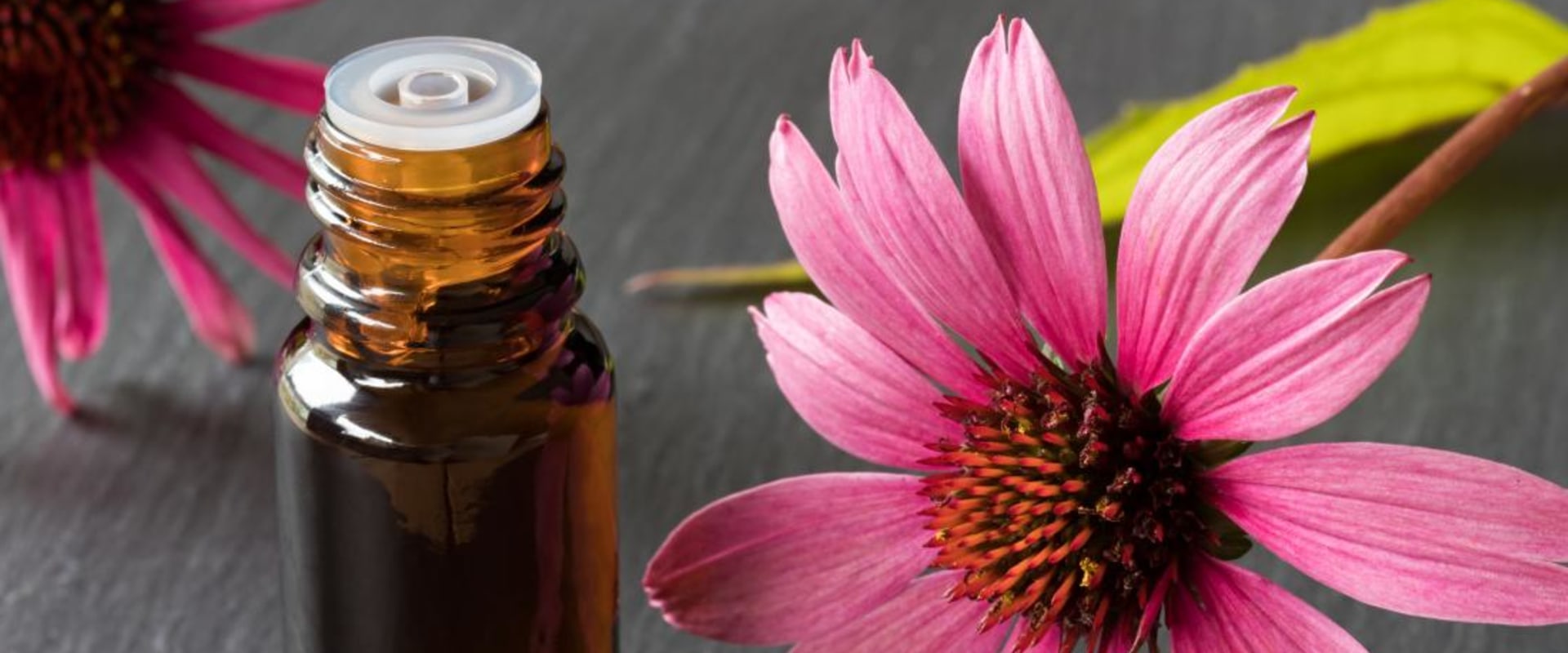 Exploring Echinacea for Herpes: Benefits, Uses, & More
